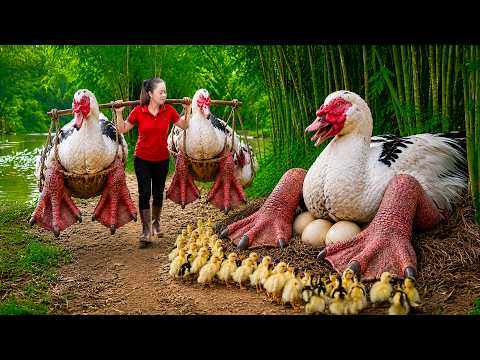 Harvest Wild Duck, Newly Hatched Ducklings in Swamp & To Sell | 30 Days of Solo Survival in Forest