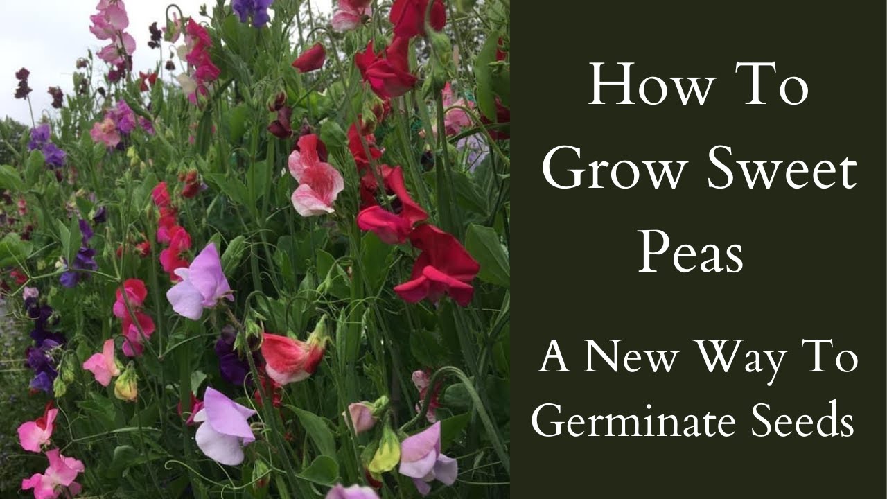 How To Grow Sweet Peas | Sweet Peas From Seed | Cut Flower Garden - YouTube