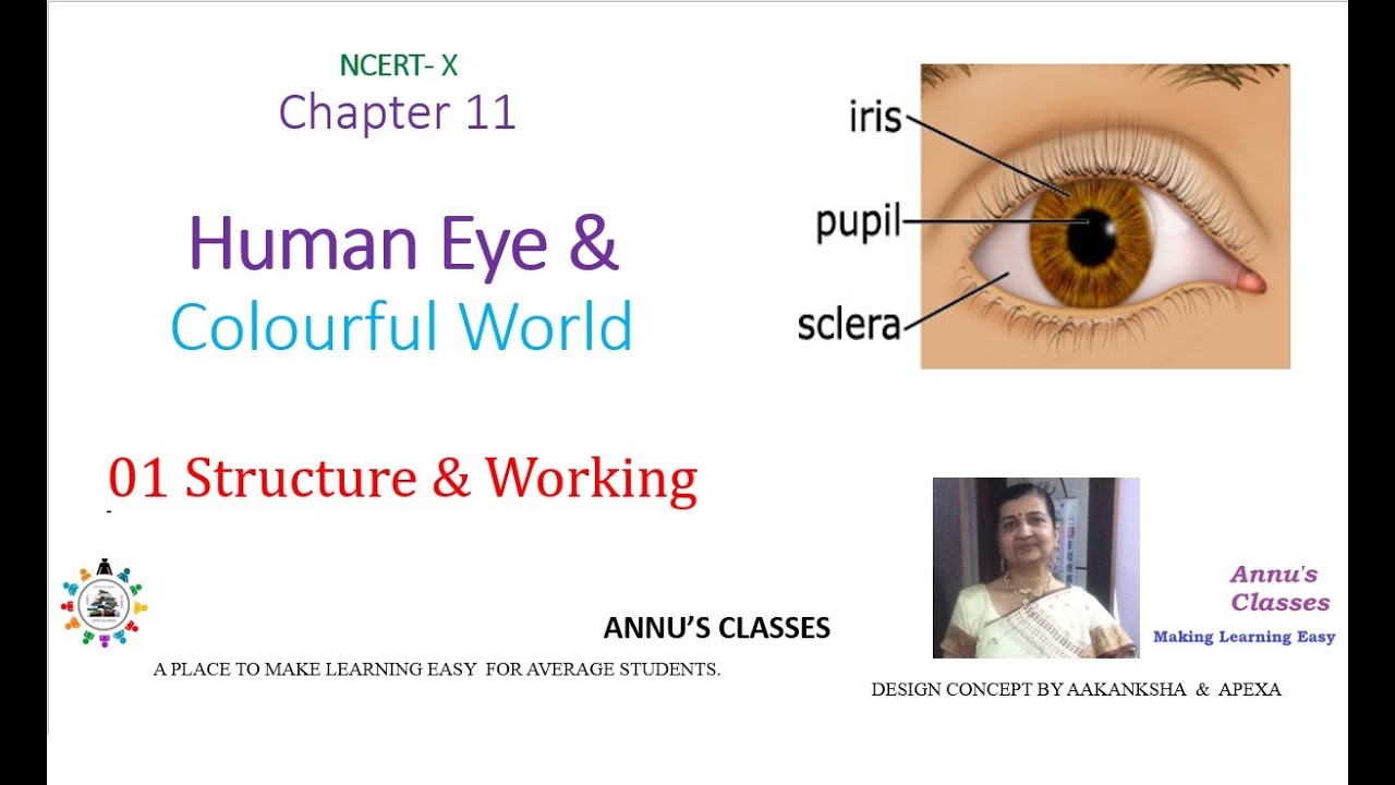 01-Human Eye Construction & Working - NCERT class X - YouTube