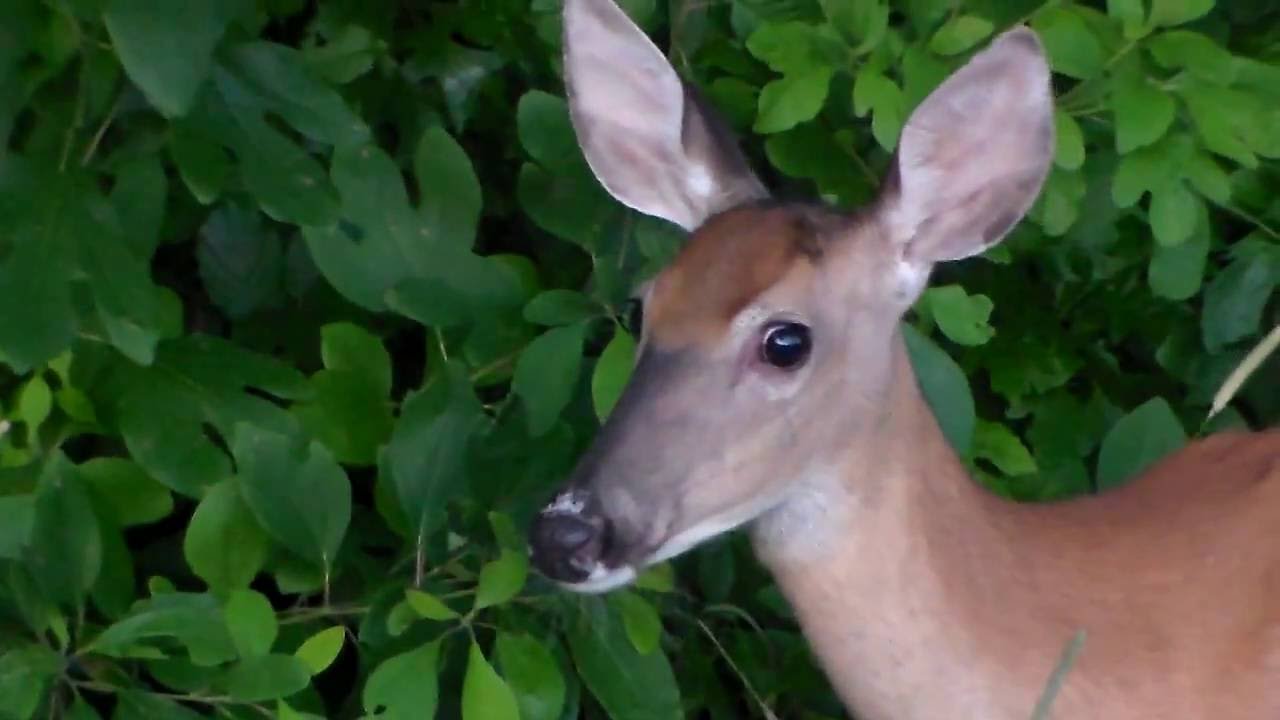 Deer Joy is back for a visit! 7-16-2016 - YouTube