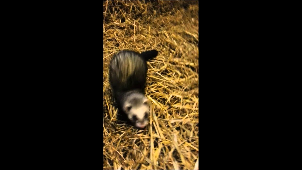 Crazy ferret - YouTube