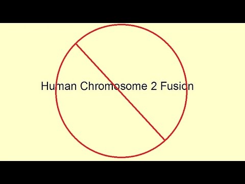 Human Chromosome 2 Fusion Theory Shown Wrong - YouTube