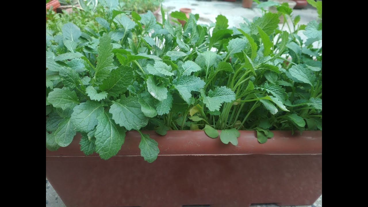 Easy way to grow Mustard Green/Sarso/सरसो हरी सब्ज़ी /Winter vegetable ...