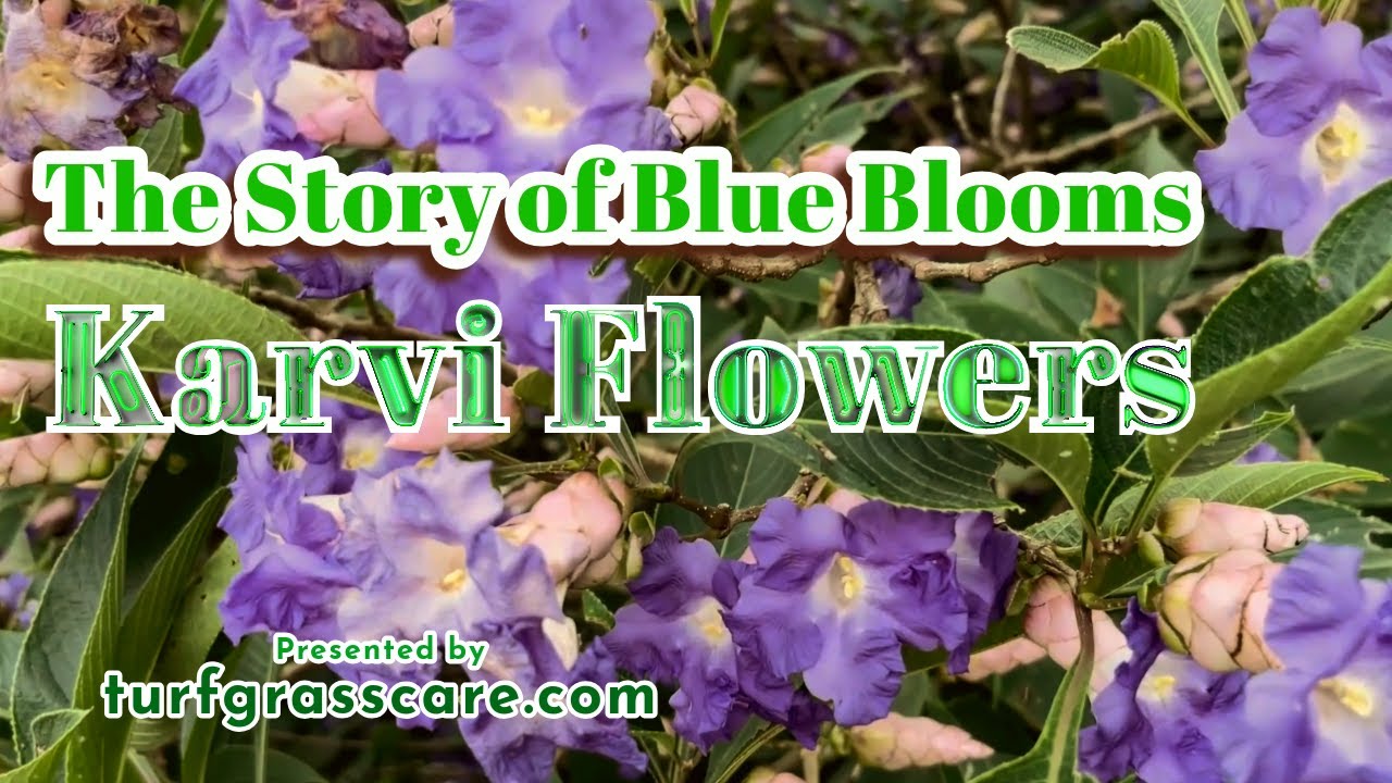 Karvi Flowers| Blooms Every 8 Years - YouTube