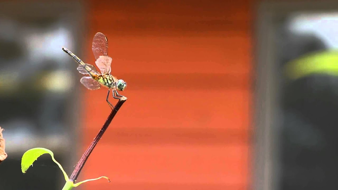 Balancing Dragonfly - YouTube