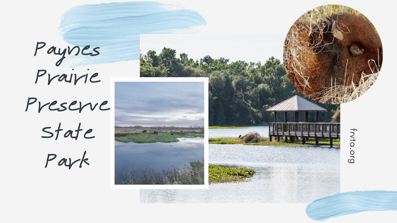 Paynes Prairie Preserve State Park - YouTube