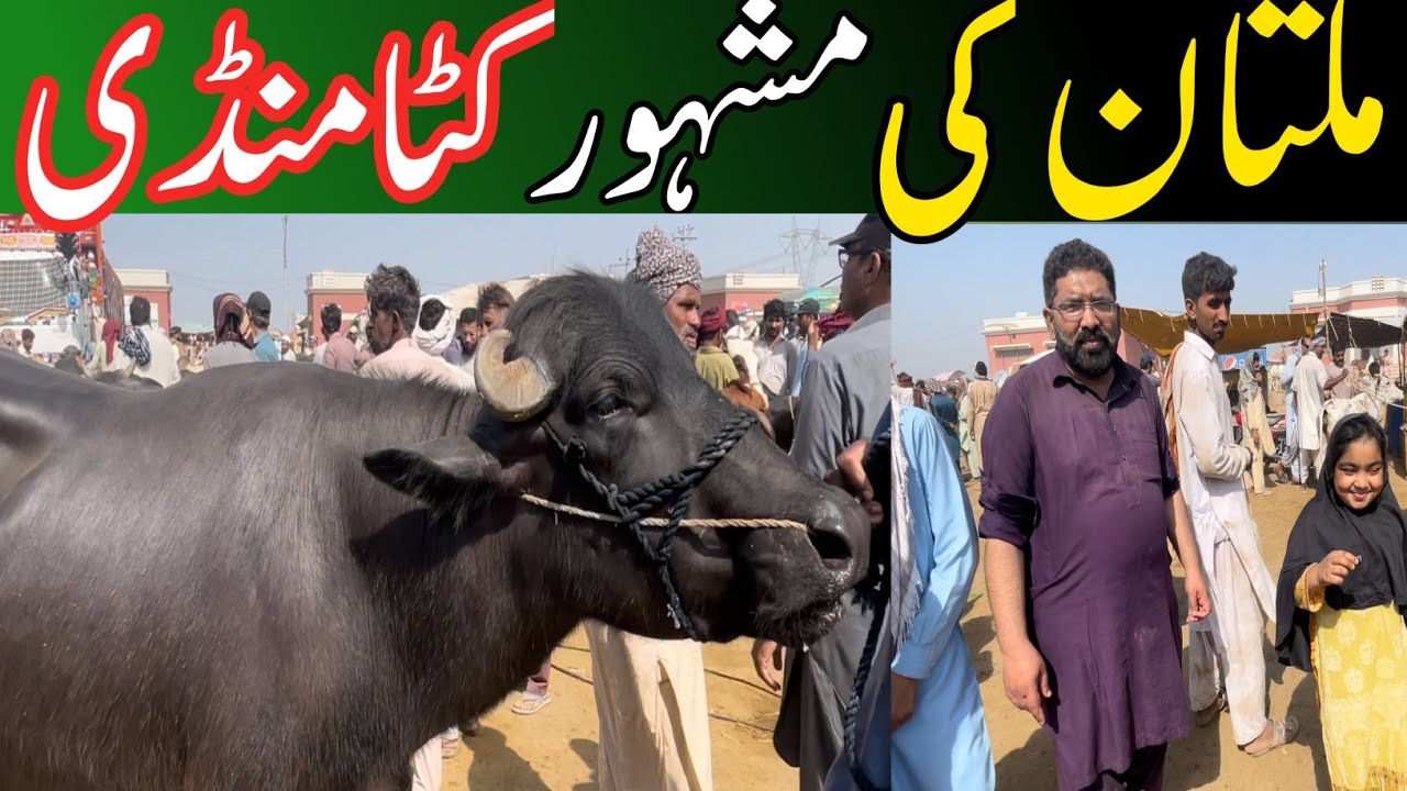 Multan ke mashoor katta Mandi | Multan cow Mandi | #bakramandi # ...