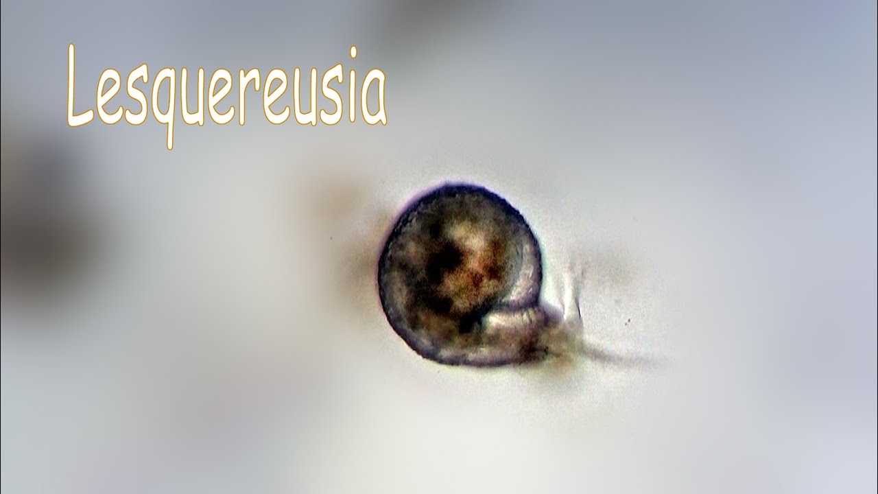 Lesquereusia ! Thecamoeba - YouTube