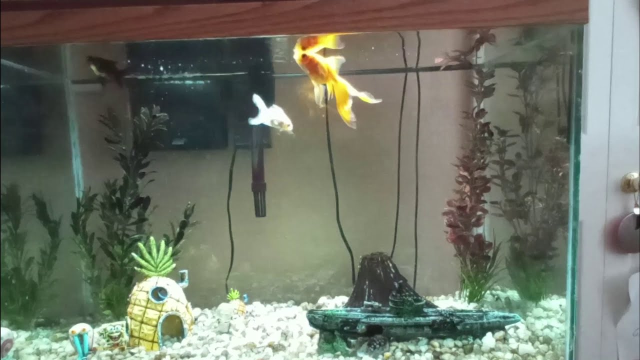 SpongeBob goldfish aquarium - YouTube