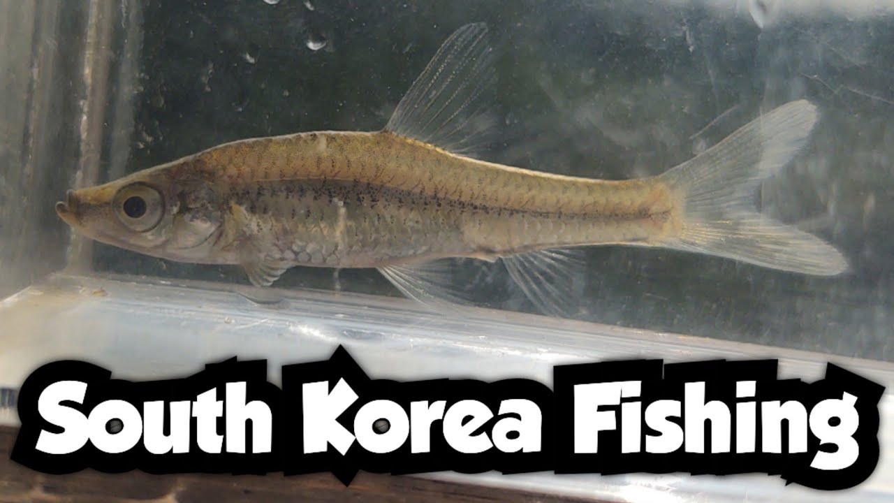 Microfishing in the Middle of Seoul | South Korea Fishing 🇰🇷 - YouTube