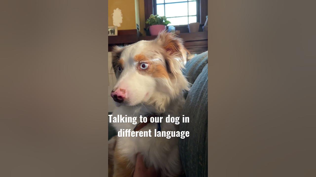 Talking To Our Dog In Tagalog shorts YouTube talking-to-our-dog-in-tagalog-shorts-youtube