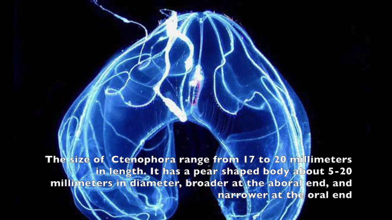 Ctenophora Diversity Video- LMU Biology 111 - YouTube
