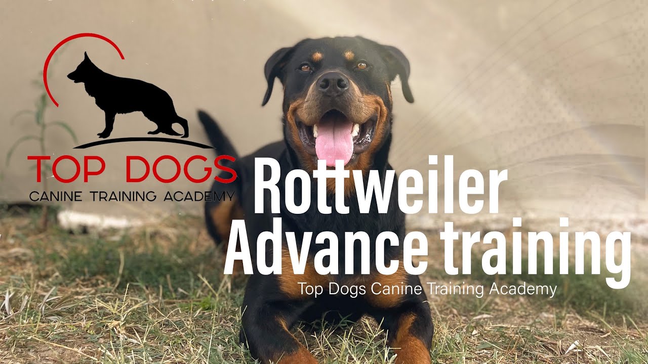 Ροτβαιλερ εξελιγμένη υπακοή Rottweiler advance training_top dogs canine ...