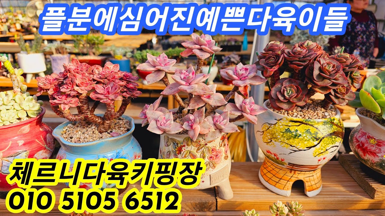 체르니다육💗여름내그자리에 있던 초록이들이 이렇게 이뻐지네요플분다육무지개염좌벤바디스미니누벨라블루엘프오베샤하트딜라이트