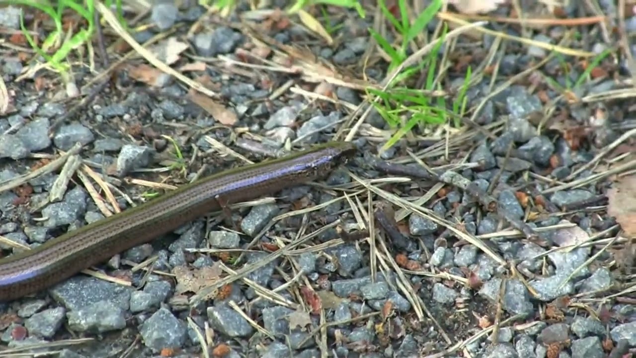 ORVET Fragile / Anguis fragilis / Tranquille ! BRUITX - YouTube
