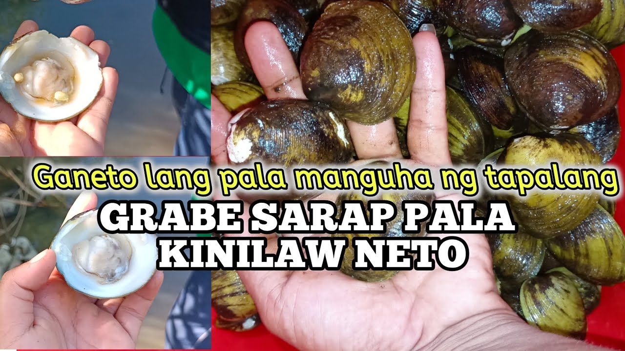 Mud Clams O tapalang Sarap pala kinilaw neto - YouTube