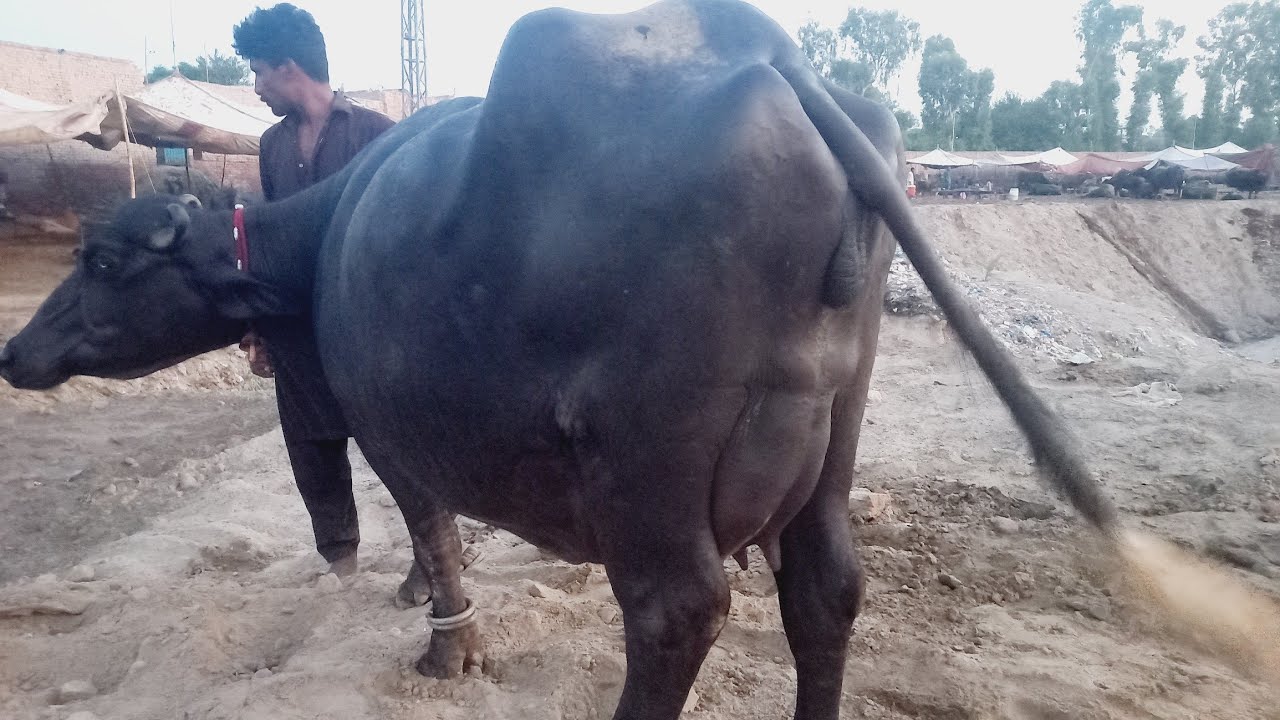 watch Beautiful pure nili buffalo for sale in pakistan on youtube 20/07 ...