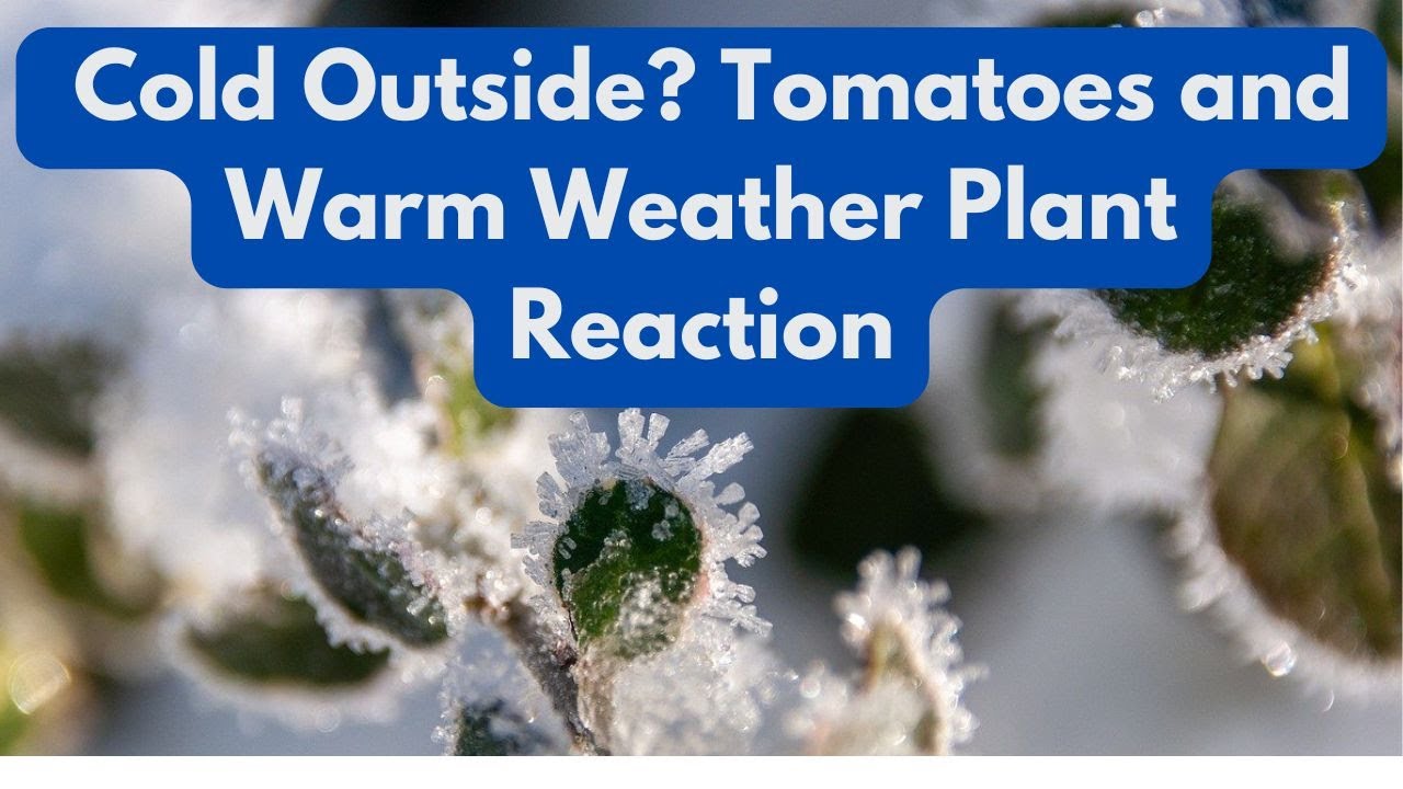 Cold Outside? Tomatoes and Warm Weather Plant Reaction - YouTube