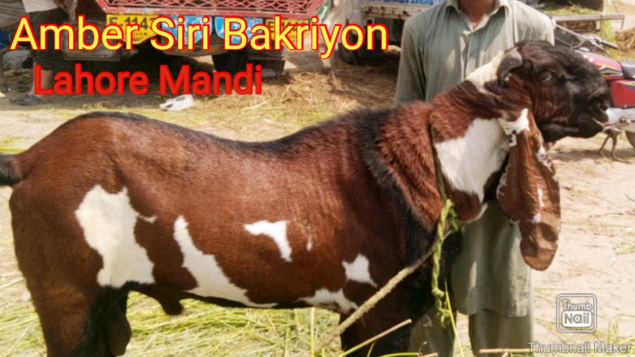 Amber Siri Bakriyon Shahpur Kanjra Bakra Mandi Update Makhi chini Bakri ...