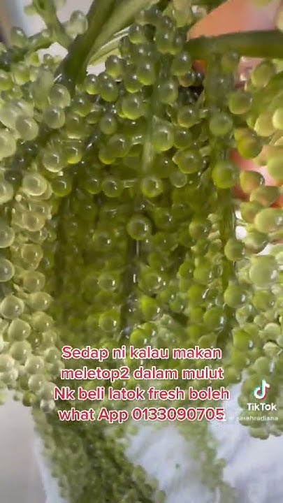 Fresh seagrapes by SR FOOD - YouTube