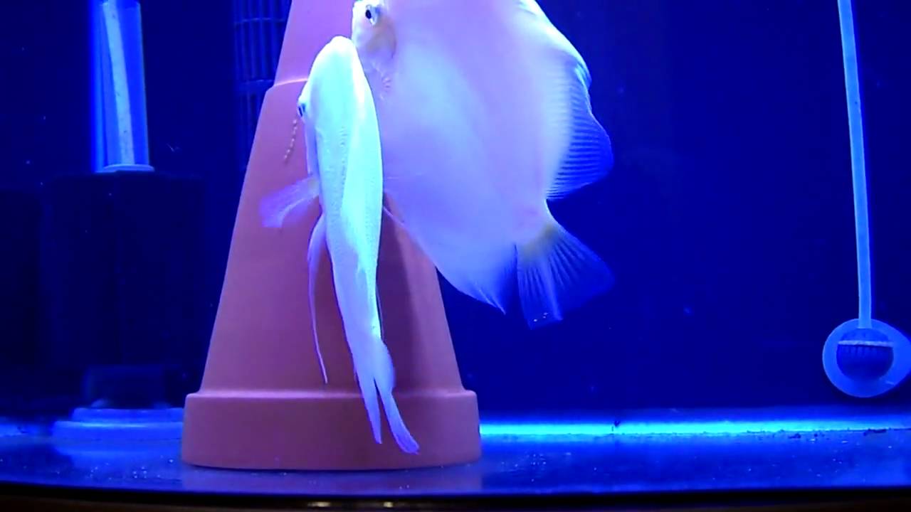 Proven Breeding Pair Of White Diamond Discus Laying Eggs - YouTube