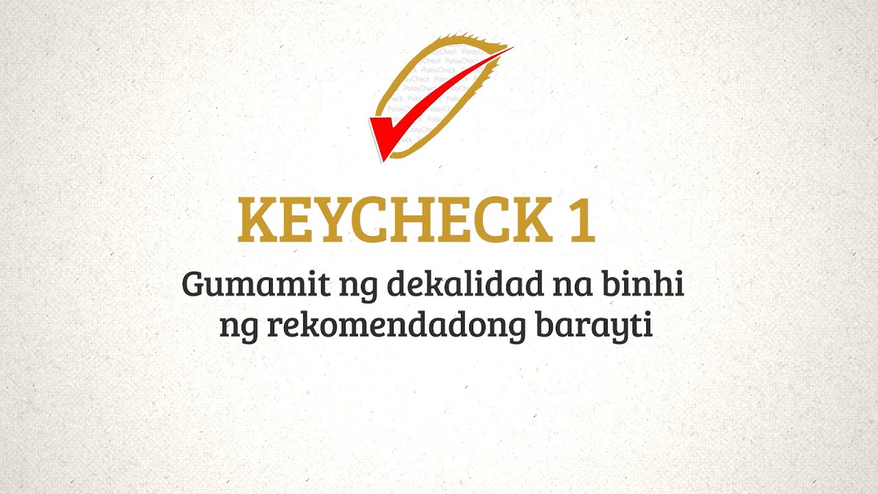 Gumamit ng dekalidad na binhi ng rekomendadong barayti (PalayCheck: Key ...