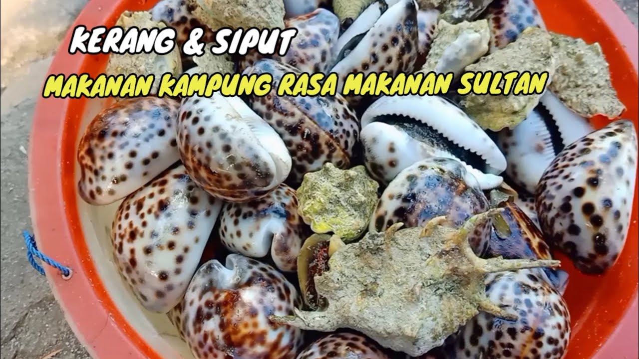 Masak Kerang & Siput Campur Kelapa Muda, Masakan Kampung Rasa Makanan ...