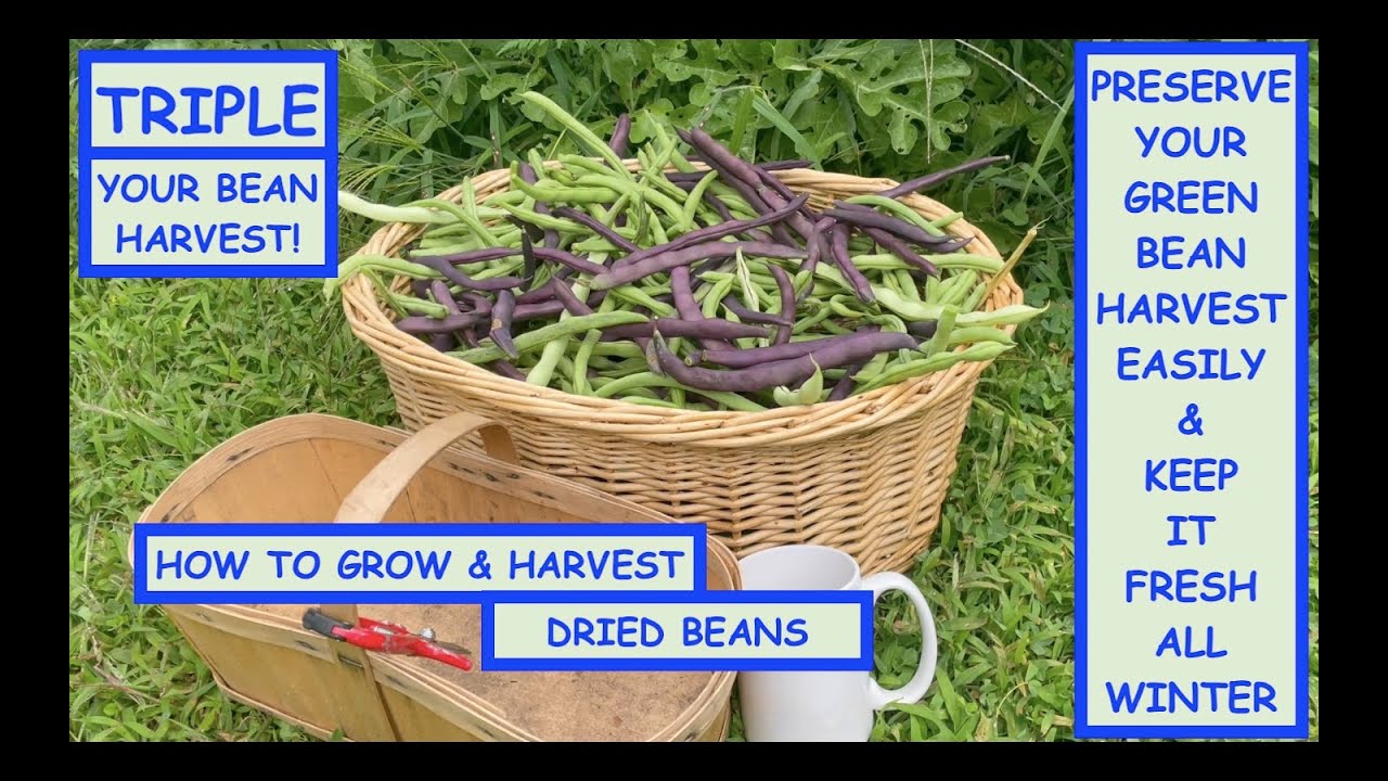HOW to TRIPLE your BEAN HARVEST for GREEN & DRIED beans. BEST EASIEST ...