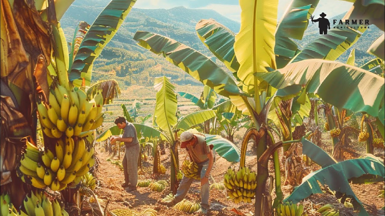 How Millions Of Bananas Are Cultivated Harvested And Processed 🍌 - YouTube