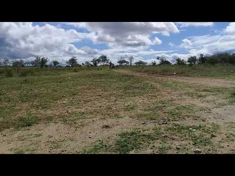 Vende se jumento pega pasto de égua telefone 74 91947824