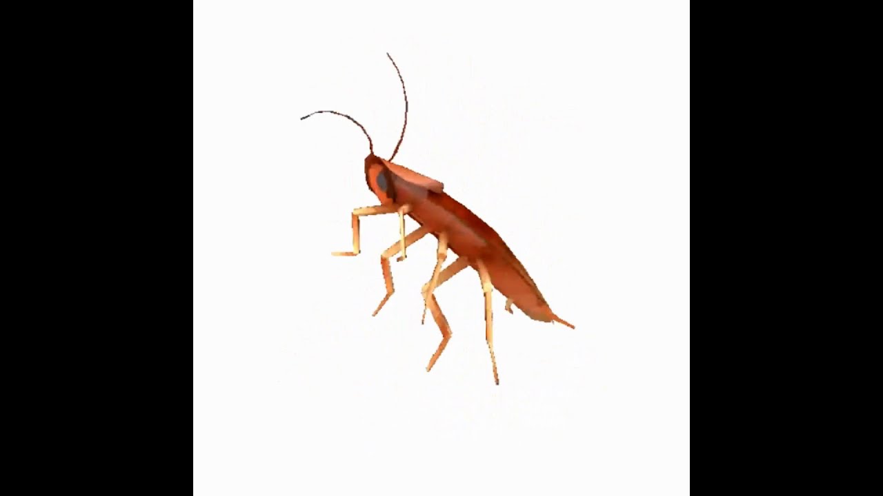 Dancing Cockroach Cantina Band V2 - YouTube