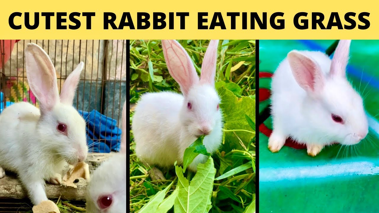 Live!!! Cutest Rabbit Baby Eating and Playing | Cute Bunny Babies ...