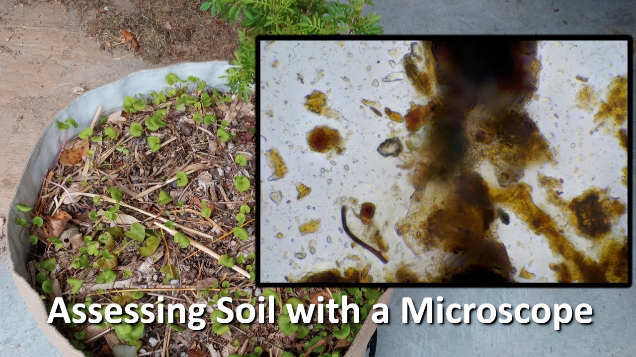 Live Soil Microscopy! Assessing indoor soil with a Microscope! - YouTube