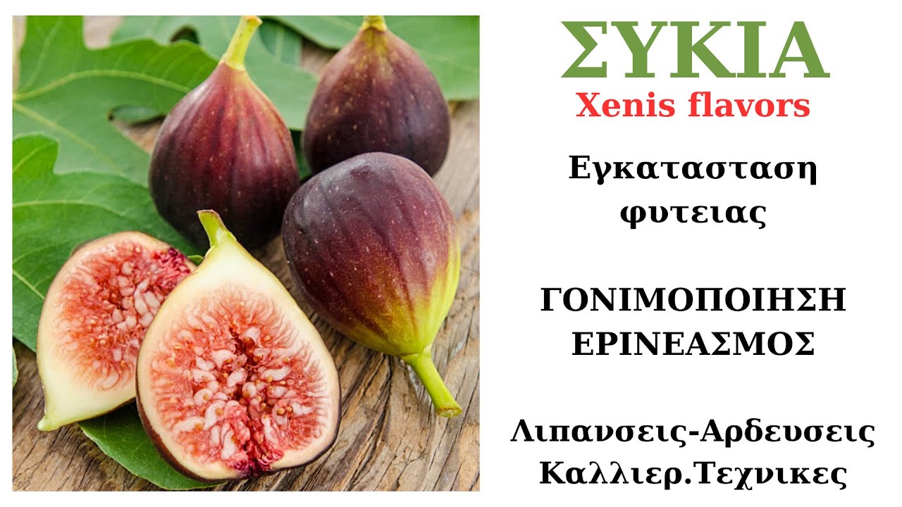ΣΥΚΙΑ! Εγκατασταση Φυτειας-Ερινεασμος-λιπανσεις-Αρδευσεις! Xenis ...