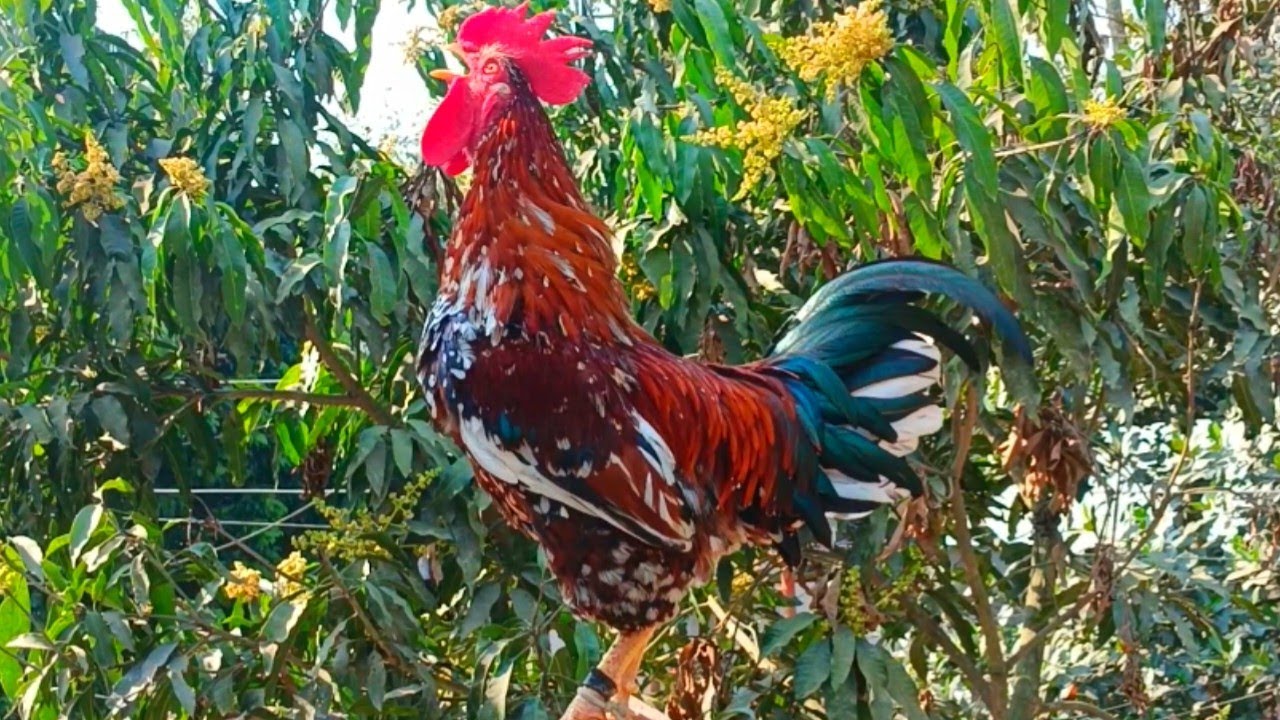 Longest Rooster Crow Ever - YouTube