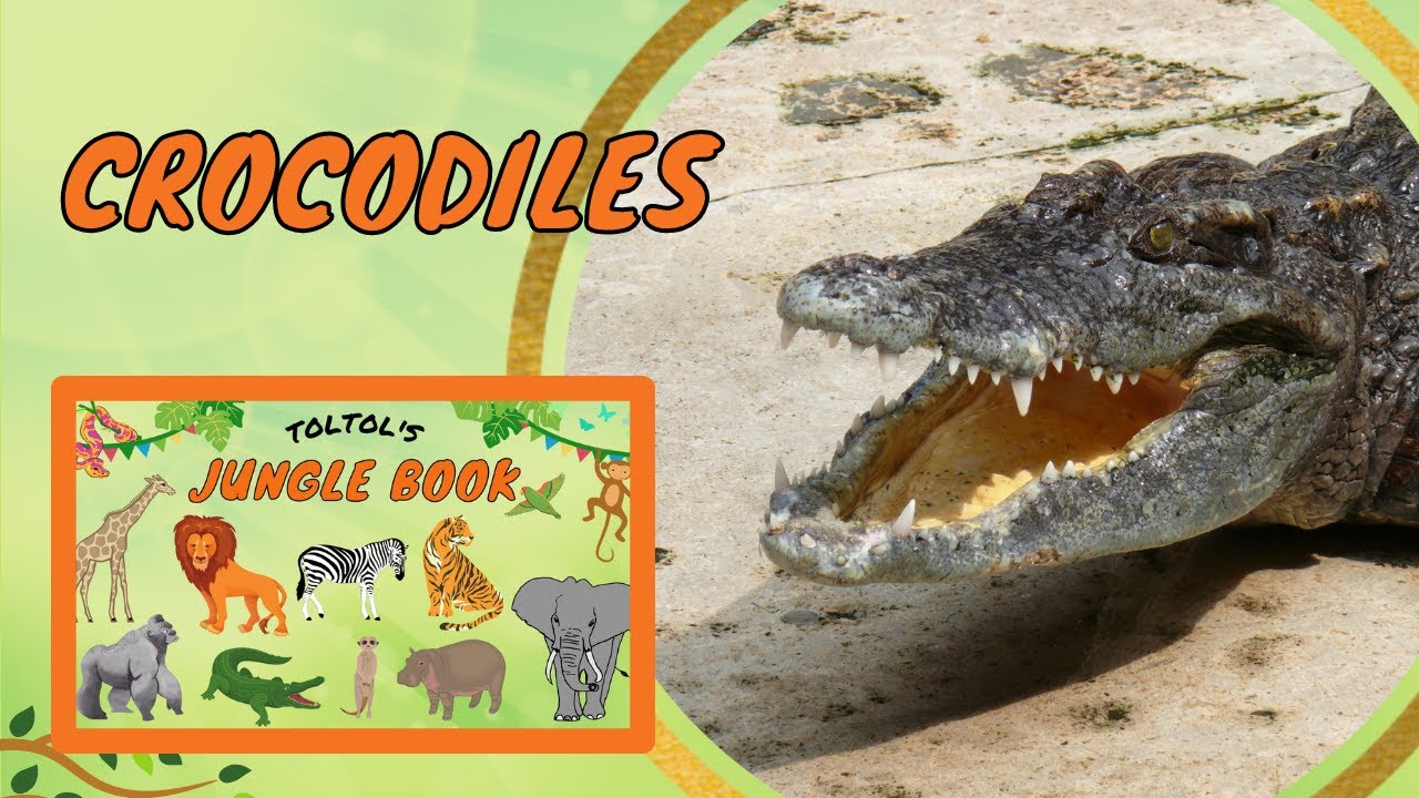 Cool Crocodile Facts - Do Crocodiles sleep, Baby crocodile in mothers ...