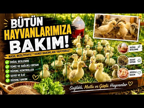 Tüm Hayvanlarımızın Yemlenme ve Bakımları 🐣 Yumurta Tavukları İyileşiyor 💯 Çiftlik  İşleri 🌿