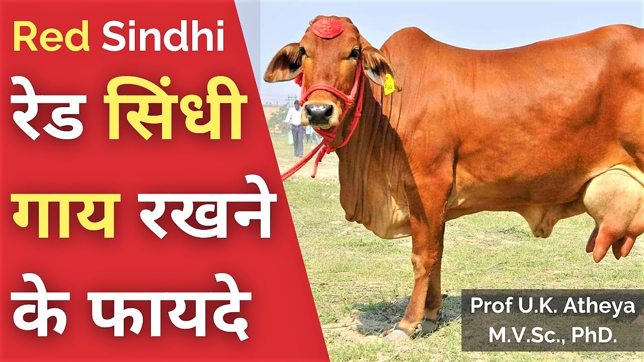 रेड सिंधी गाय रखने के फायदे | Red Sindhi Cow | Uttarakhand - YouTube