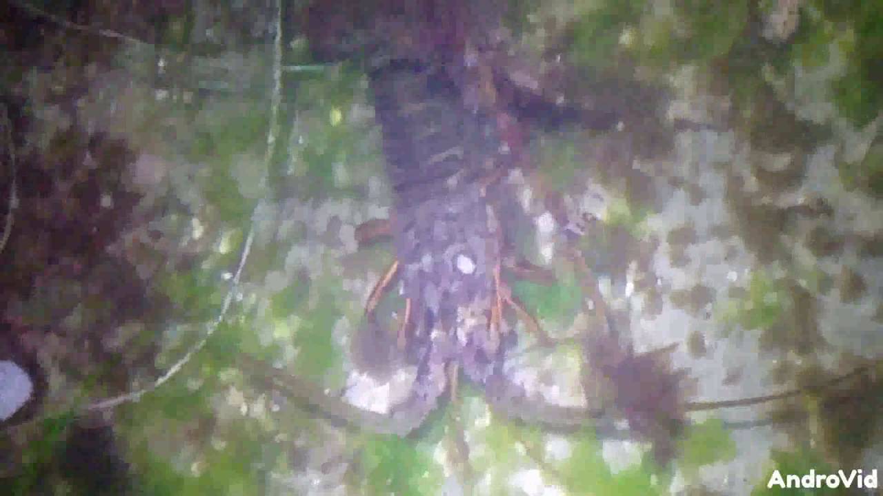 Ocean Beach tide pools at night - YouTube