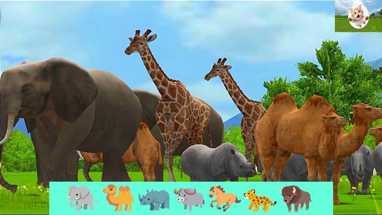 animal attack wildlife wars animals video African wild animals wild ...