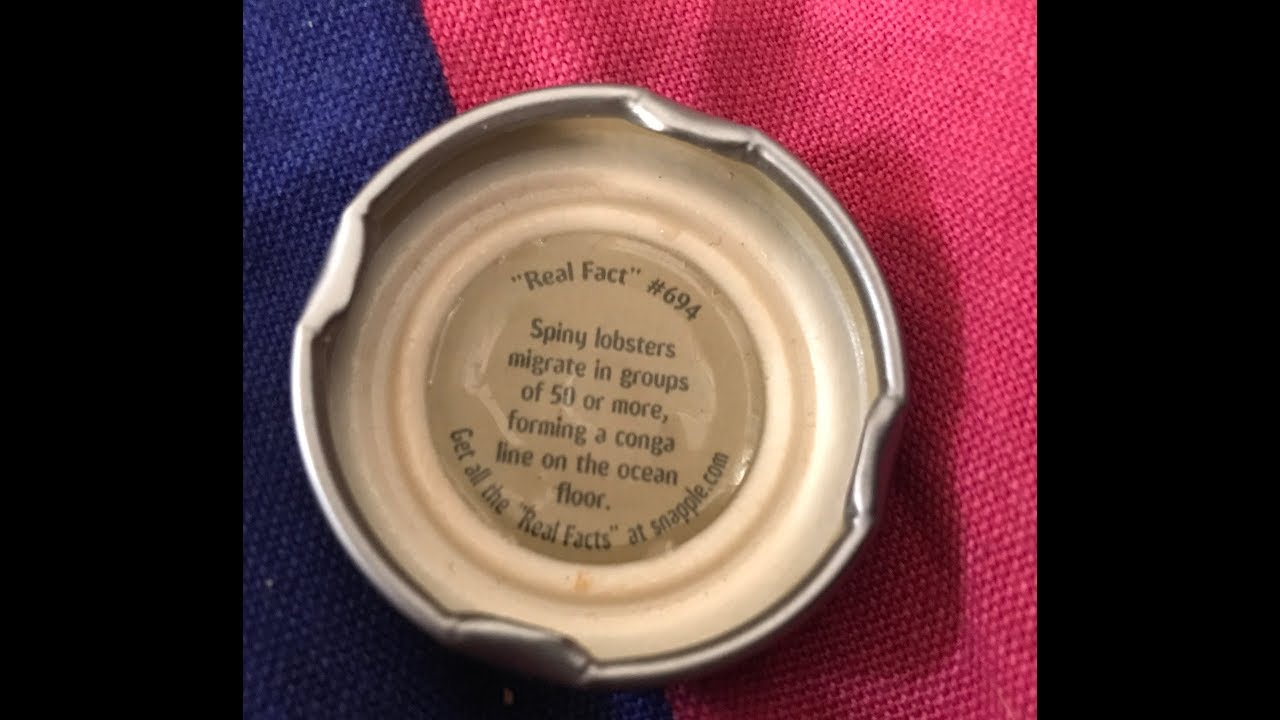 Spiny Lobsters Migrate In Groups Of 50 Of More, Forming A Conga Line On ...