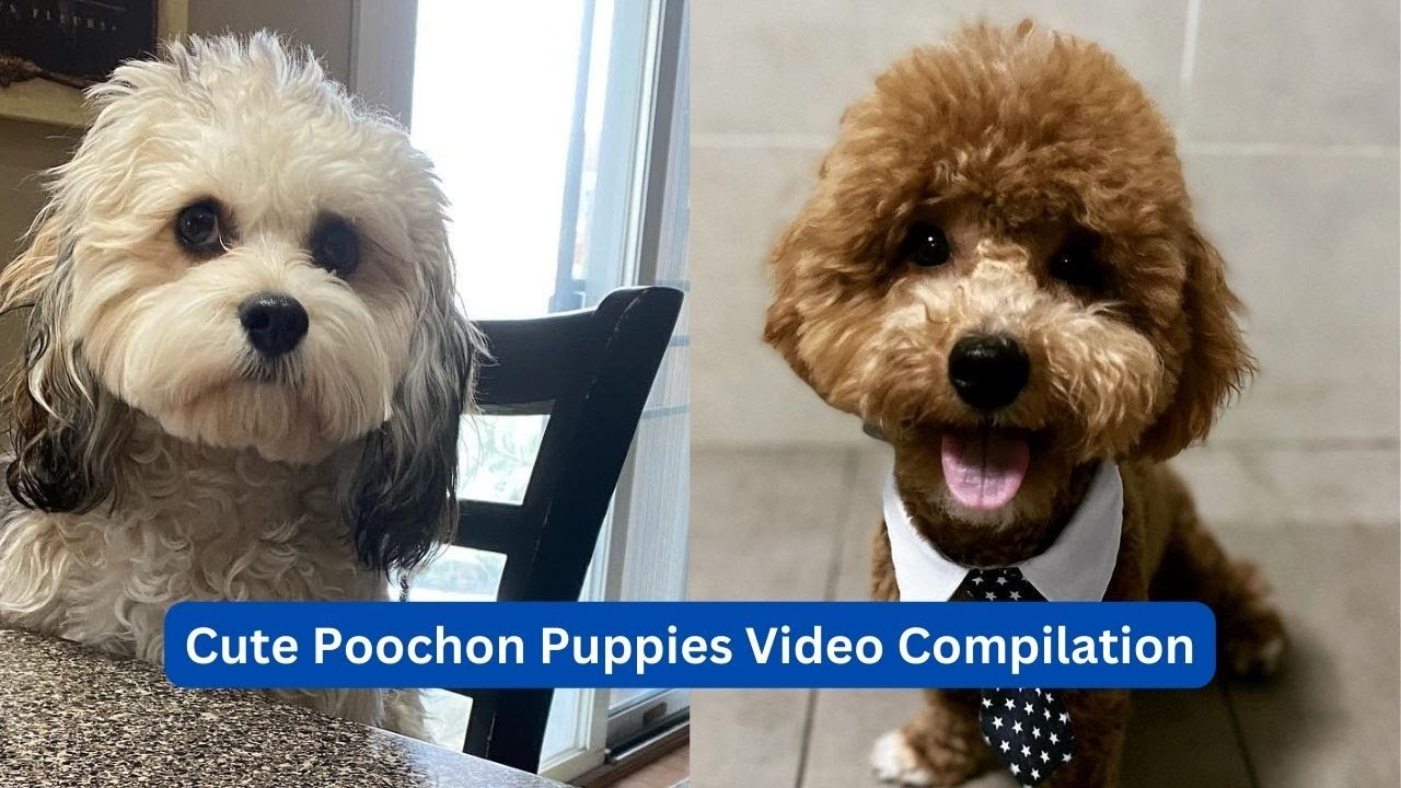 Cute Poochon Puppies Video Compilation - YouTube