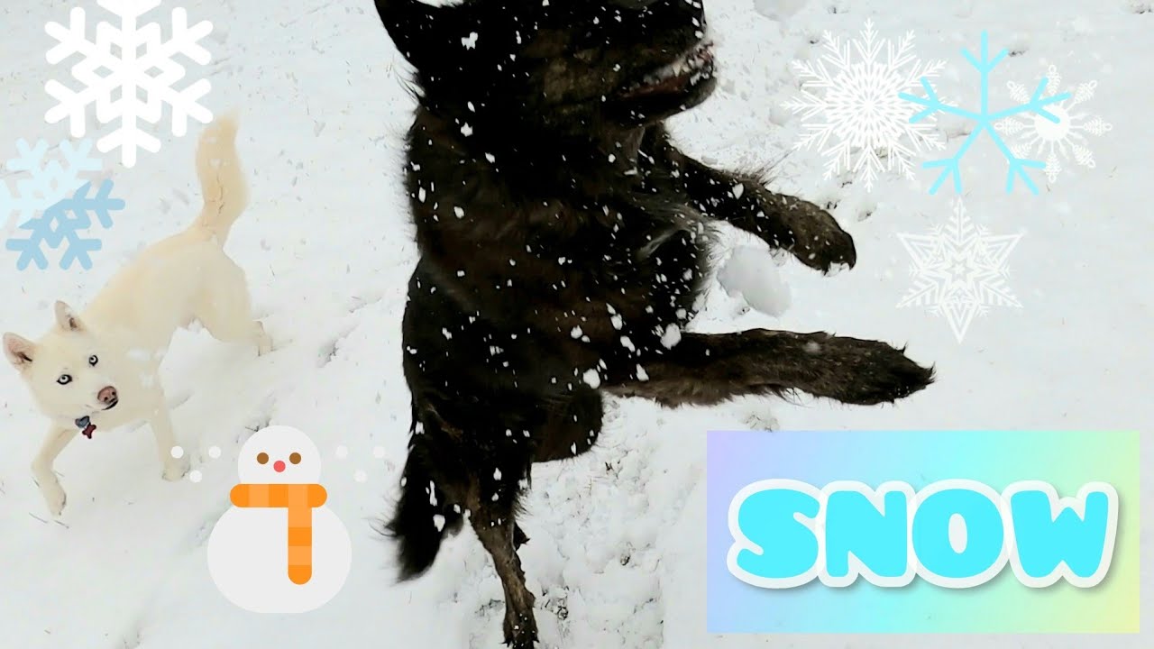 Dog's day in the snow | catching snowballs and snow zoomies - YouTube