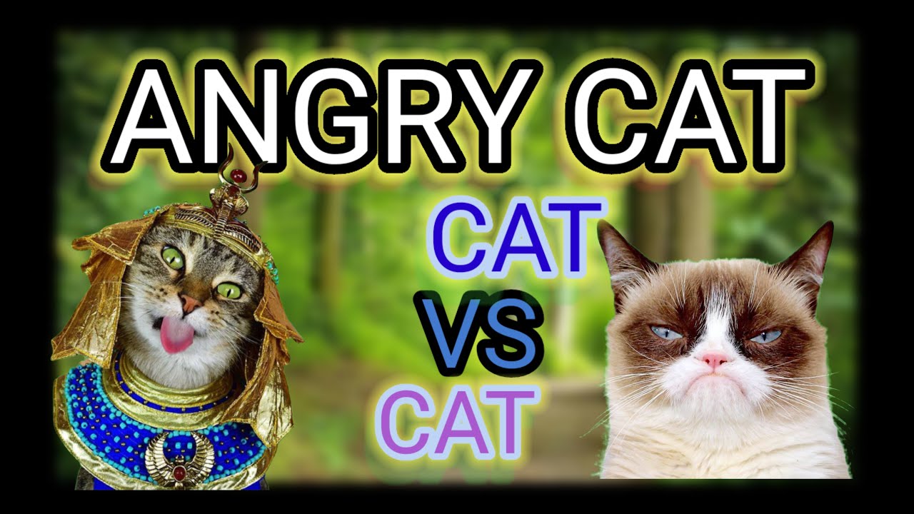 cat vs cat fighting! faghting cat vs cat #cats #animal #animals ...