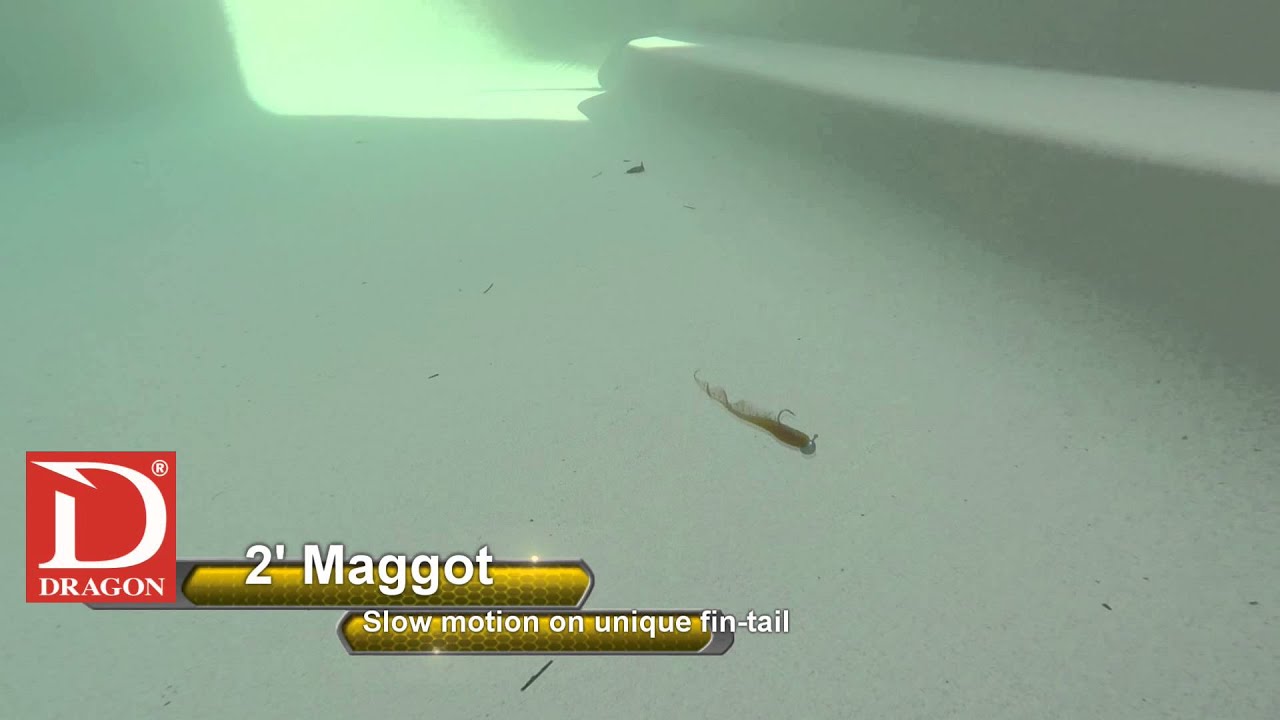 Dragon Maggot Under Water Action - YouTube