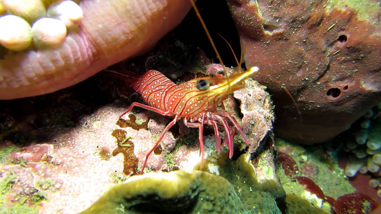 끄덕새우#2(Rhynchocinetes uritai)~Camel shrimp, Camelback shrimp, Dancing ...