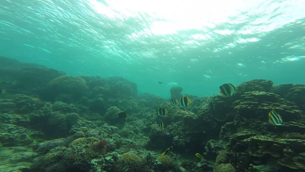 Three-striped Butterflyfish (Chaetodon tricinctus) - YouTube