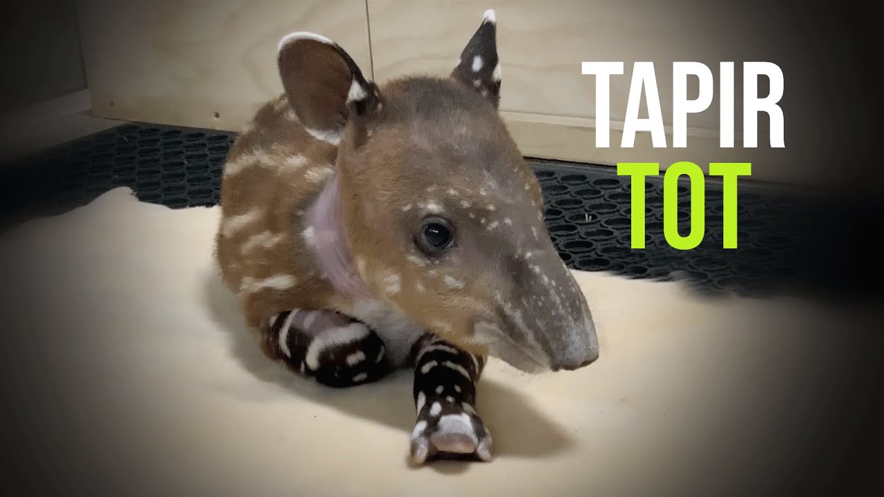 Tapir Tot Update! - YouTube