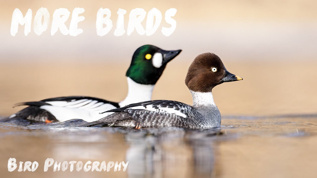 Bird Photography at Lysaker River | Bird Photography with Canon RF ...