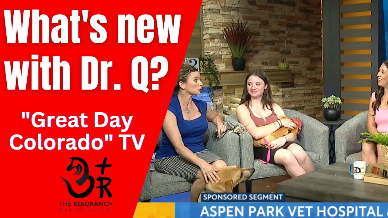 Dr. Q on Great Day Colorado: Talking About Pet Diets! - YouTube